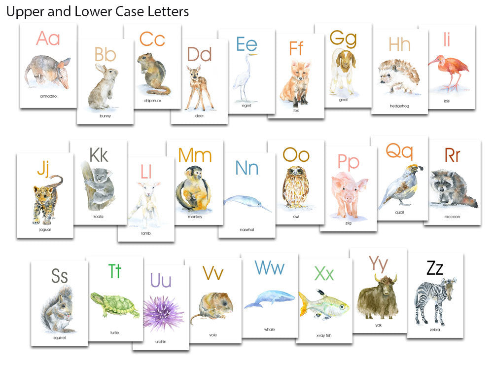 Animal Alphabet Flash Cards – Susan Windsor
