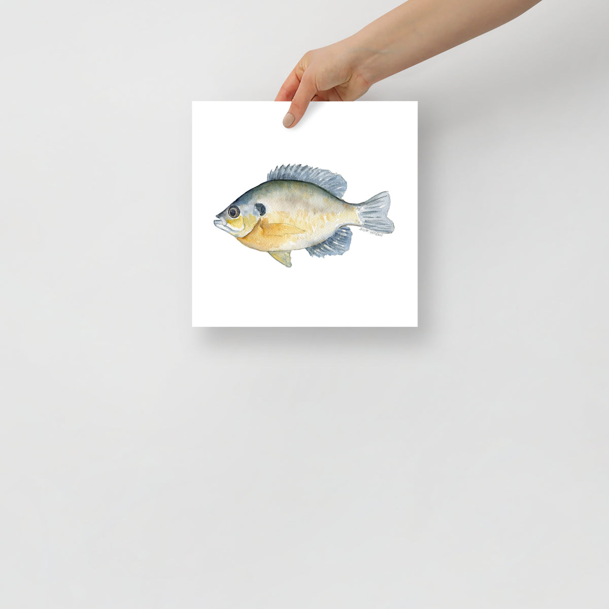 Bream Fish Watercolor Fine Art Print Poster – Susan Windsor
