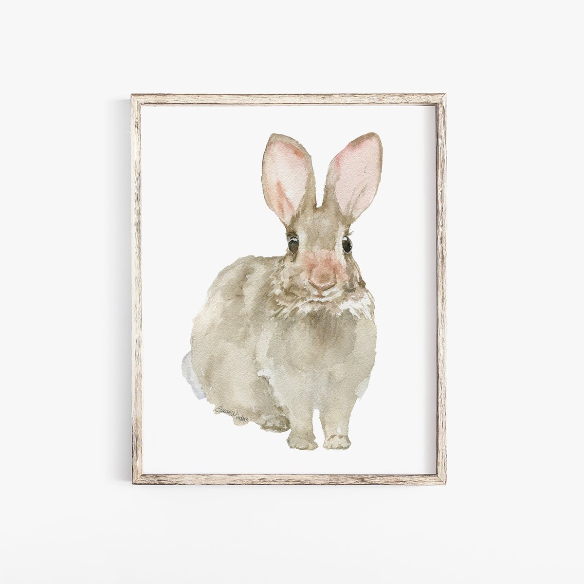 Cottontail Bunny Rabbit - Front - Watercolor Art Print – Susan Windsor