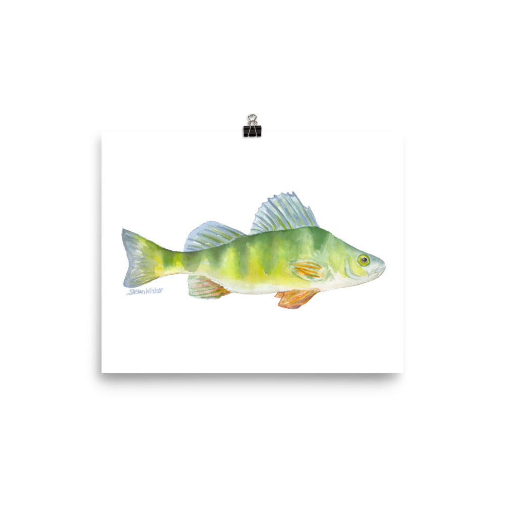 Perch Fish Watercolor – Susan Windsor